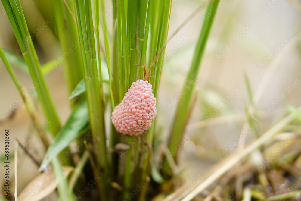 Pink eggs of Mulberry snails or Golden apple snails that laid eggs ...