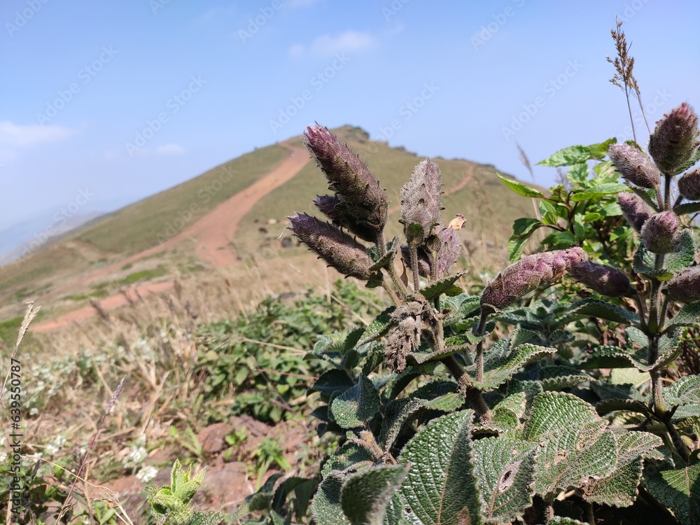 Strobilanthes kunthiana, alternatively called kurinji or neelakurinji ...