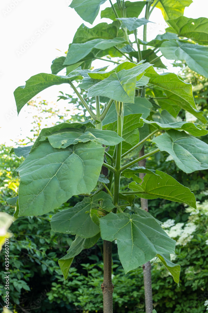 Young paulownia trees. Paulownia tomentosa. Paulownia Tomentosa ...
