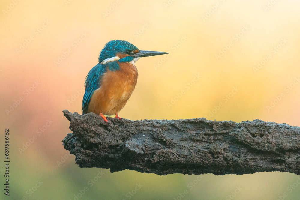 Wildlife photography of kingfisher with beautiful light on taken by a ...