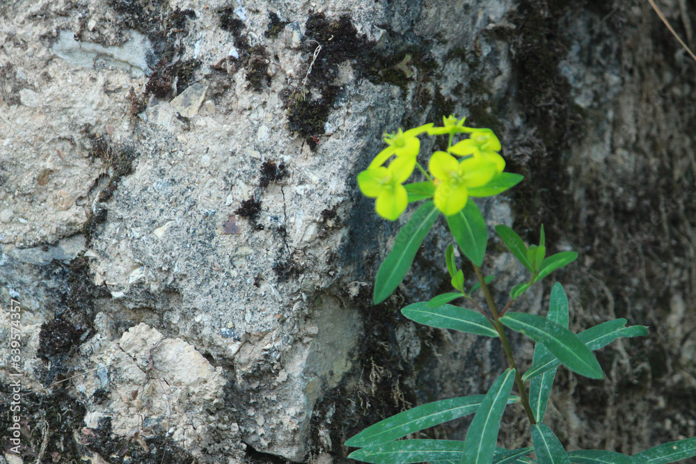 Rare Himalayan flower Pedicularis Hoffmeisteri with other himalayan ...