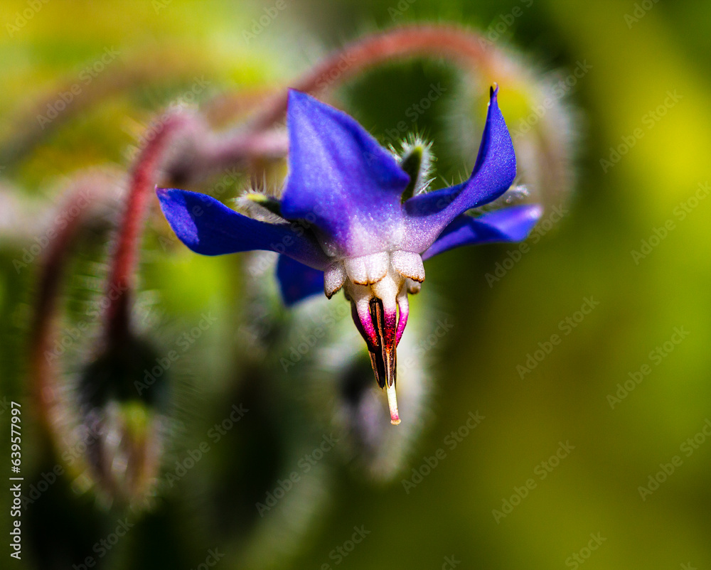 Cucumber grass, Borago officinalis. Annual borage medicinal, Borago ...