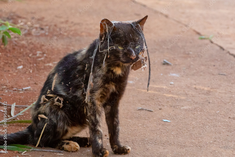 The ugliest horror cat in the world, reminds the movie "Cemetery Cursed ...