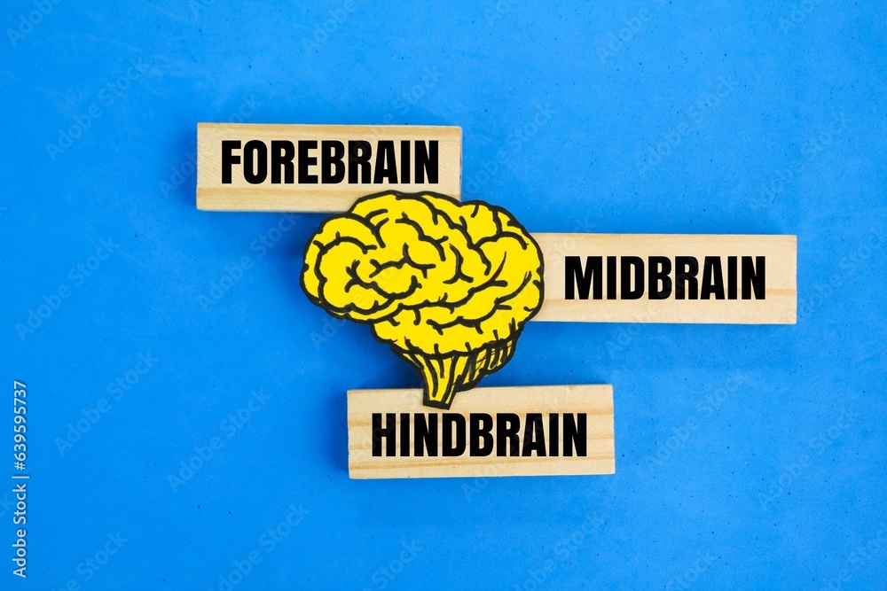 Forebrain, Midbrain and Hindbrain. brain Function concept Stock Photo ...