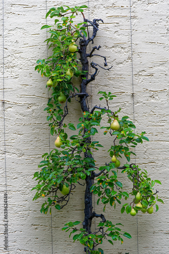 Close-up of pear tree at garden with facade in the background at City ...