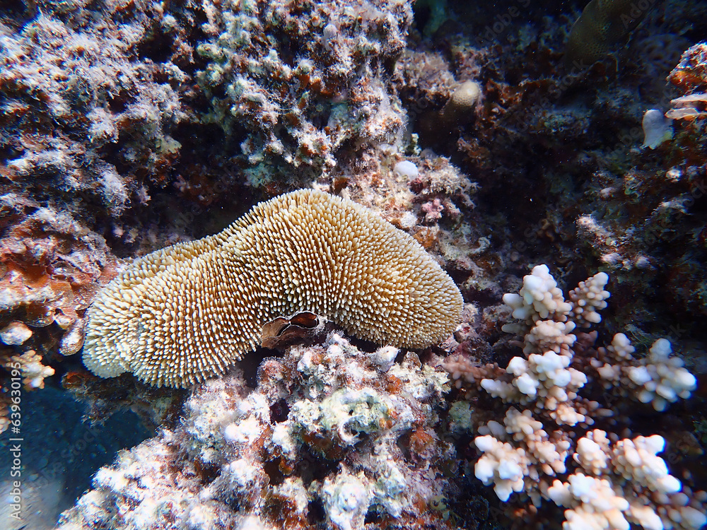 Ctenactis echinata is a free-living species of solitary disc coral in ...