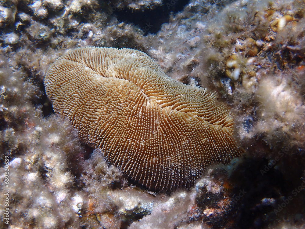 Ctenactis echinata is a free-living species of solitary disc coral in ...