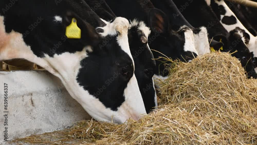 Many black and white Holstein cows eat hay on the farm. Milk production ...