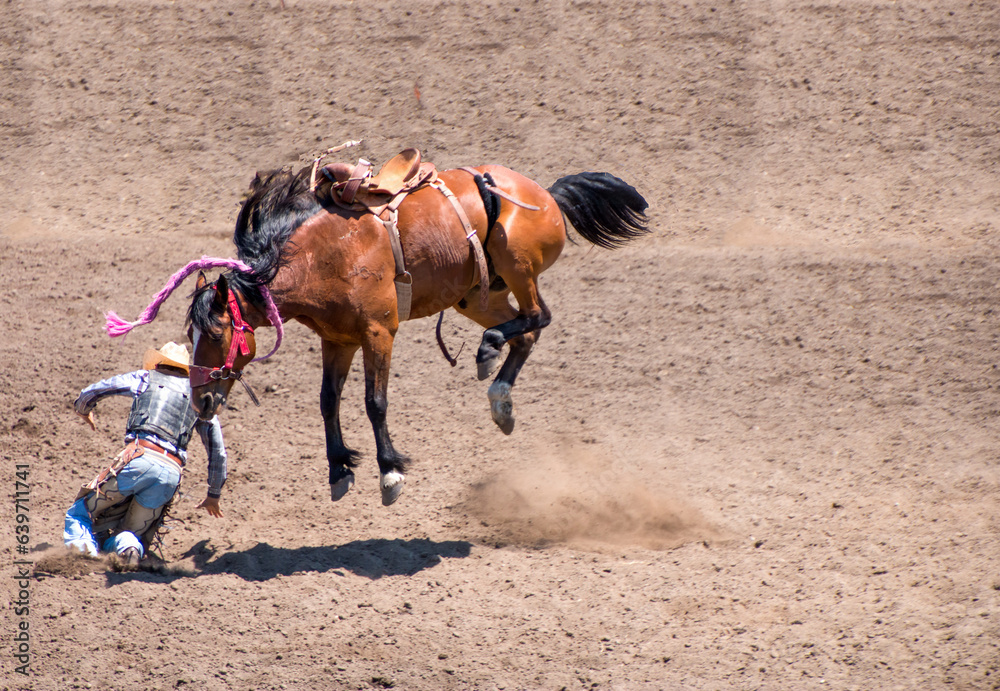 A cowboy has been bucked off a bucking bronco is in front of the horse ...