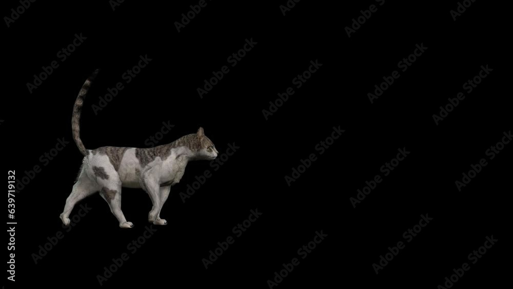 3D realistic cat moving to enter the left side and out on the right ...