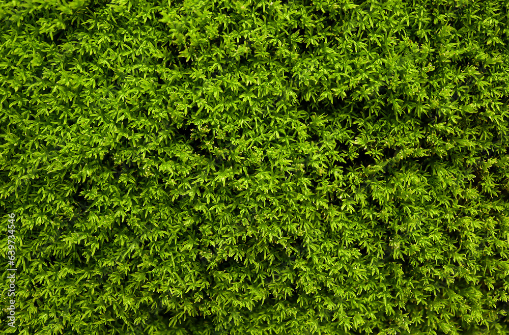 Closeup, Texture of moss on the wall. green moss background, Natural ...