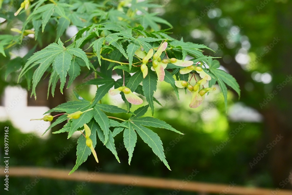 Japanese maple (Acer palmatum) key fruits. After flowering in early ...