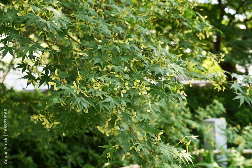 Japanese maple (Acer palmatum) key fruits. After flowering in early ...