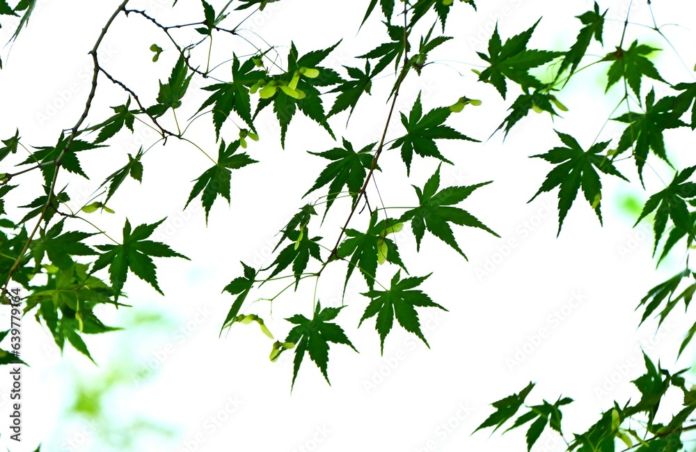Japanese maple (Acer palmatum) key fruits. After flowering in early ...