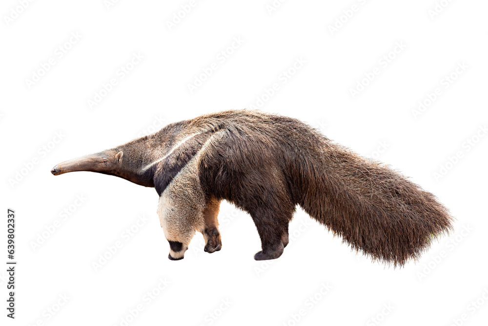 Giant anteater isolated on transparent background. png file. Anteater ...