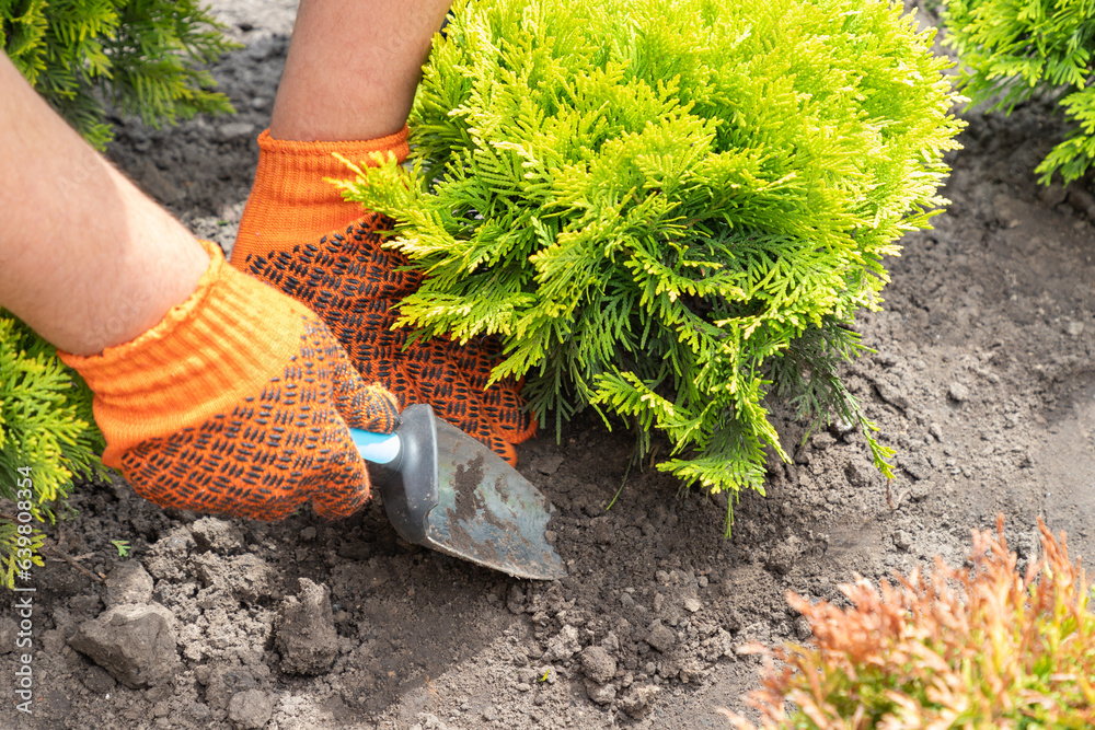 Man planting thuja plants in the yard. Thuja occidentalis danica ...