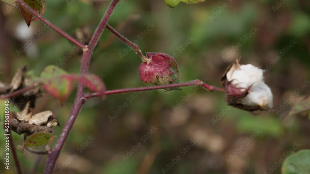 Cotton Fruit And Flower Plant Growing In Farm Stock Video | Adobe Stock