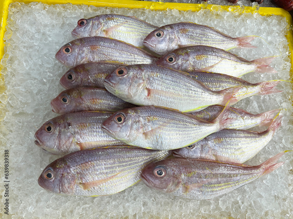 fresh raw cold seafood mini red gori whole fish ikan on white ice ...