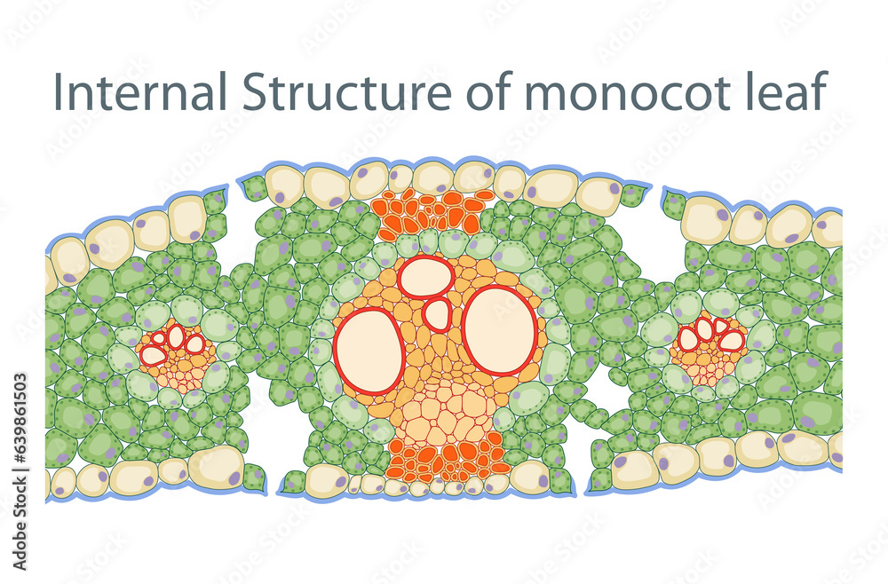 Internal Structure of monocot leaf Stock Illustration | Adobe Stock