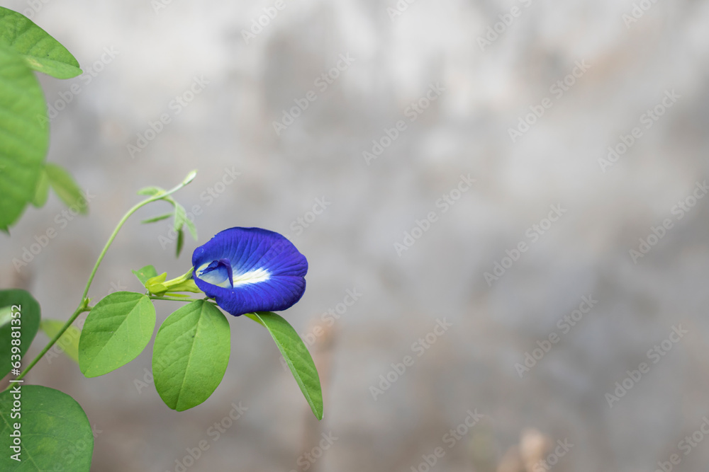 Butterfly pea flower, blue color, (Clitoria ternatea) herbal health ...