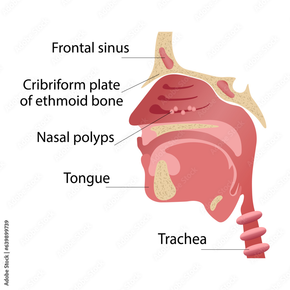 Longitudinal section of the diagram of the anatomy of the human nose ...