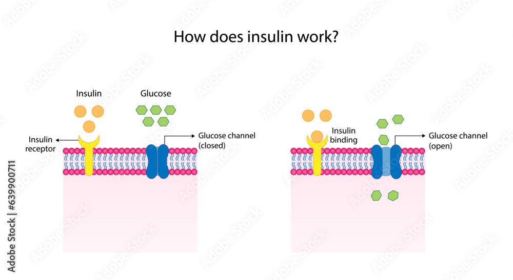 Insulin mechanism of action, regulates glucose metabolism and glucose ... Insulin mechanism of action, regulates glucose metabolism and glucose ...