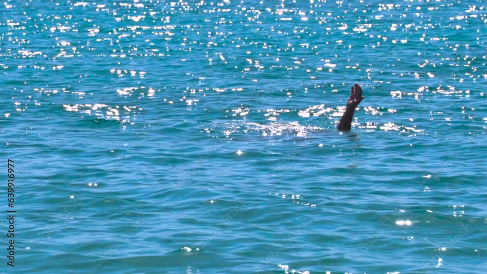 Drowning man concept, with a male raised hand with an open palm visible ...