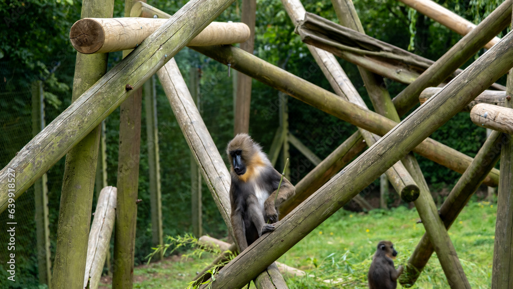 A captive mandrill monkey (“Mandrillus Sphinx”) sitting on a rock in an ...