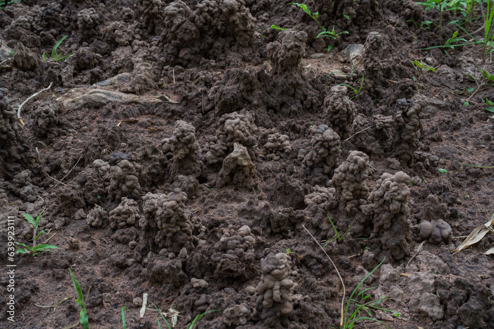 An earthen tower built from earthworms. Earthworm's nest. The habitat ...