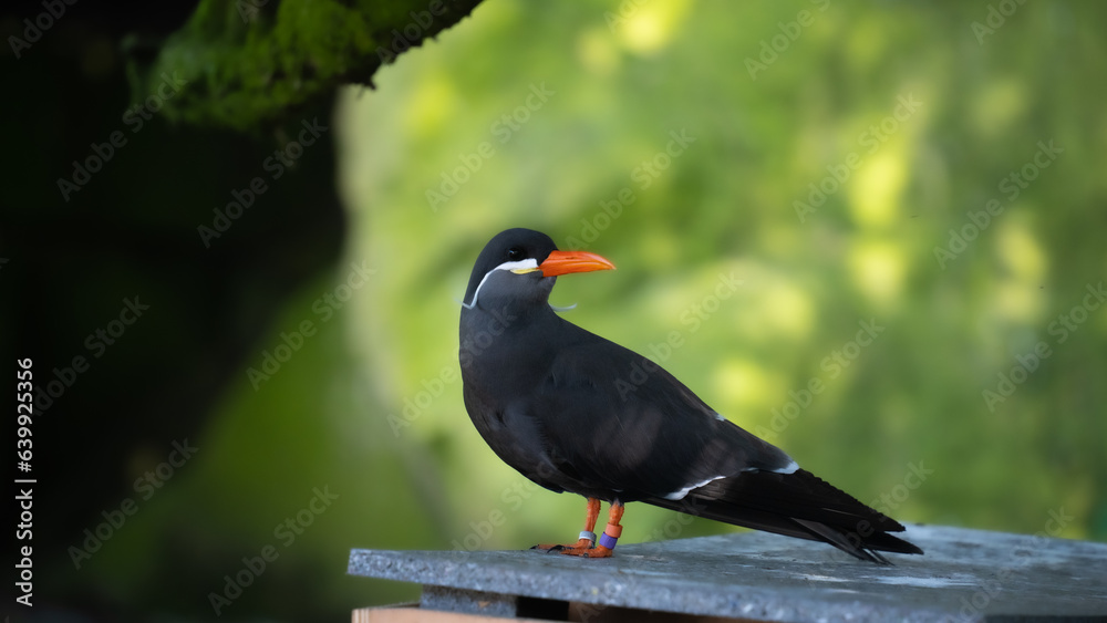 Red-billed Black Inca from Tern, Peru. Bird on tree branch on the coast ...