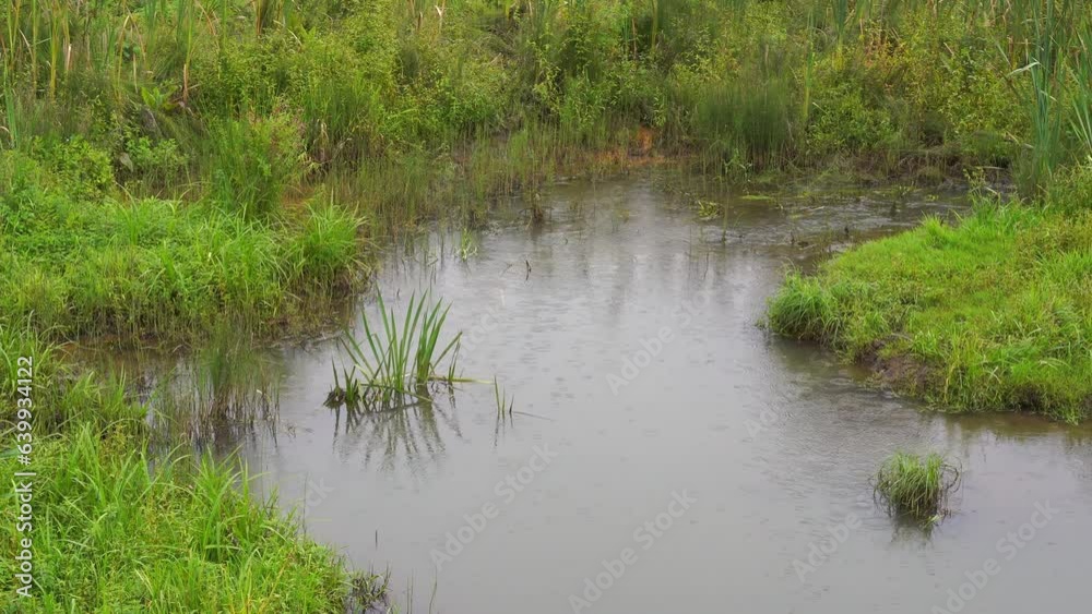 Swamp water during rain. Slow forest river overgrown with marsh plants ...
