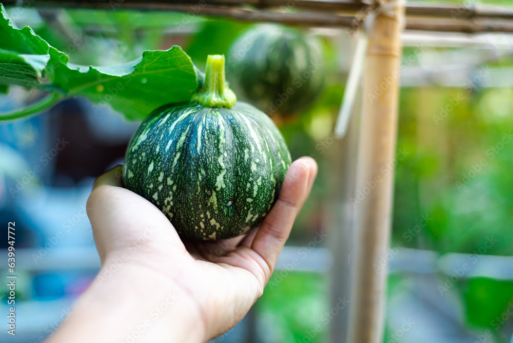 Fresh harvest baby winter squash in Asian man hand with hanging gourd ...
