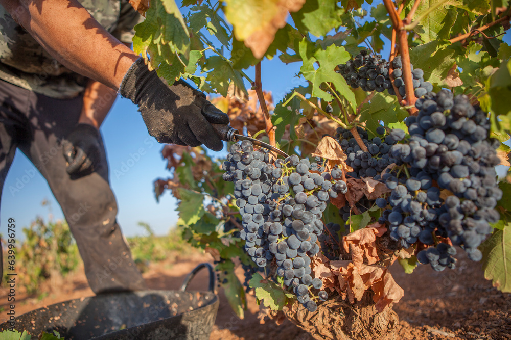 Grape picker working with special curved knife for harvesting and ...