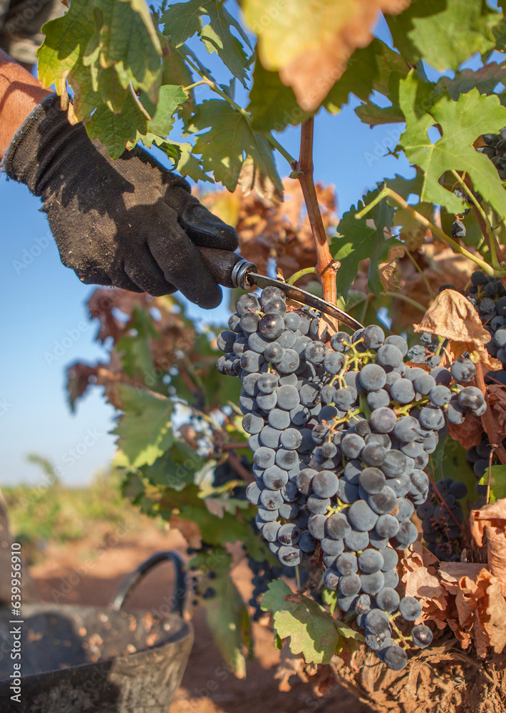 Grape picker working with special curved knife for harvesting and ...