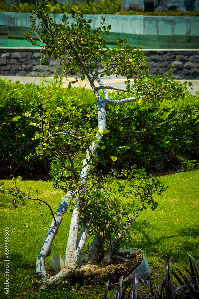 Portrait View Of Natural Beauty Of Streblus Asper Plant Growing Amidst ...