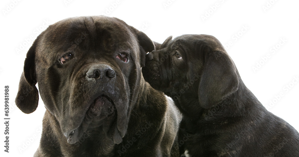 Cane Corso, a Dog Breed from Italy, Mother and Pup against White ...