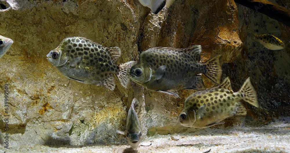 Spotted Scat, Scatophagus argus, Spotted Scat, Scatophagus argus Stock ...