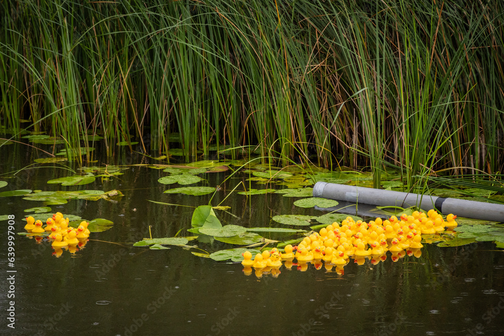 A group of yellow rubber ducks float on a river for charity fundraiser ...
