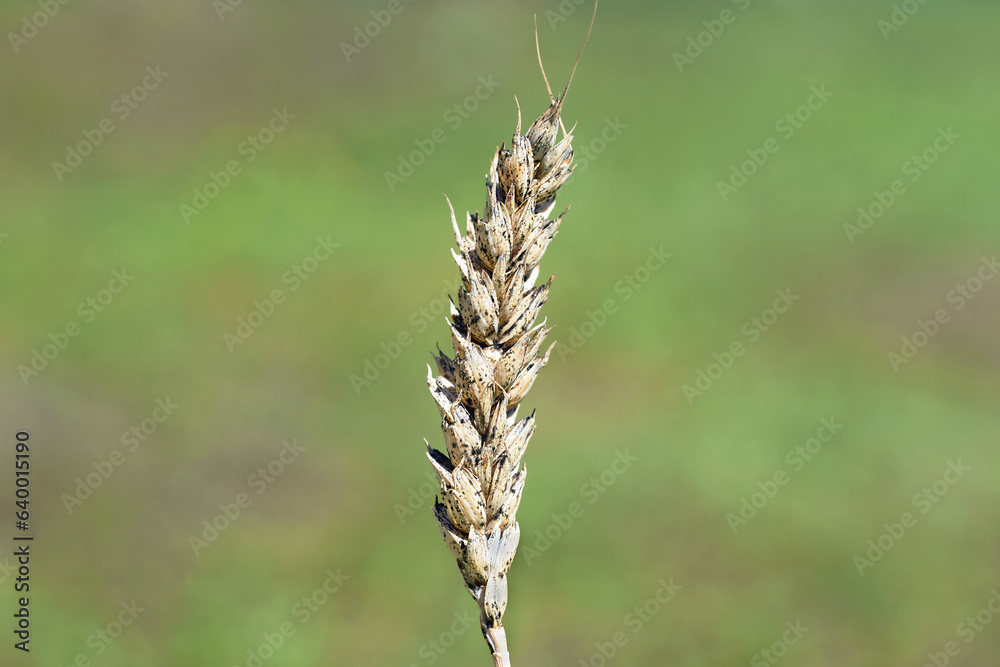 Wheat ear with black (sooty) head mold of wheat, caused by fungi ...