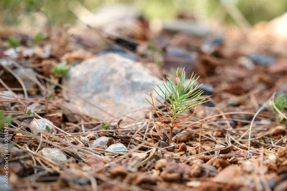 Afforestation and regrow forests. New growth of a small pine sapling ...