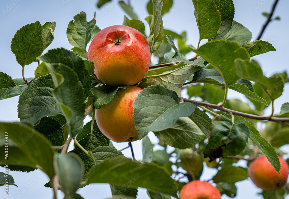 Reife rote Äpfel hängend an einen Apfelbaum. Stock Photo | Adobe Stock