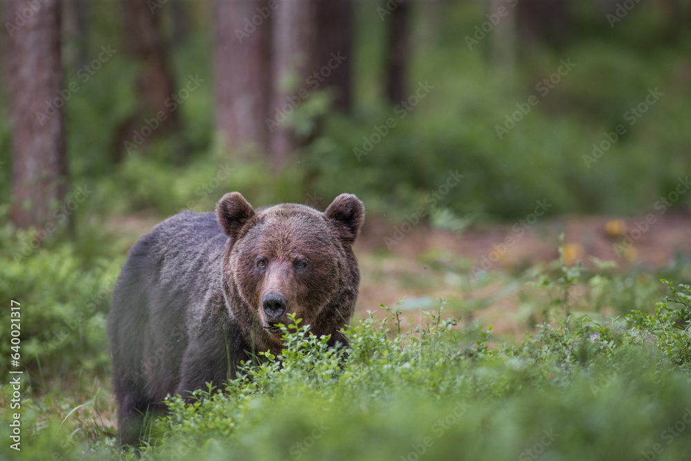 brown bear in the woods close up smiling in Estonia Baltic States ...