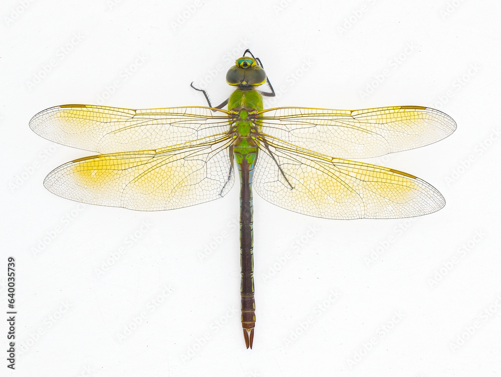 Female common green darner - Anax junius - is a species of dragonfly in ...