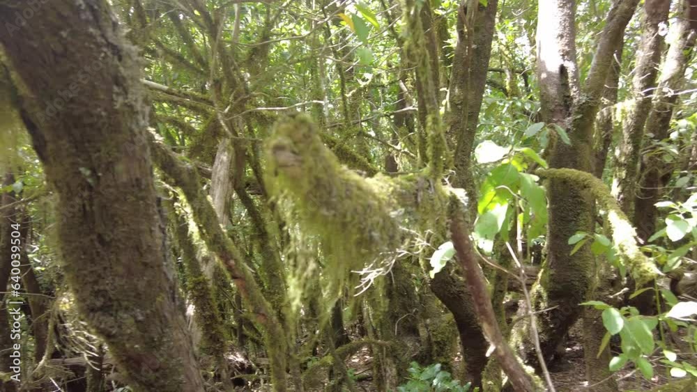 Vidéo Stock tropical laurel forest in Garajonay Natural Park in the ...