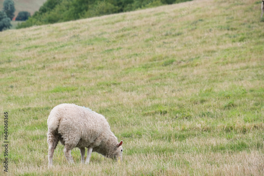 Beautiful Low Angle View of British Lamb and Sheep Farms at Upper ...