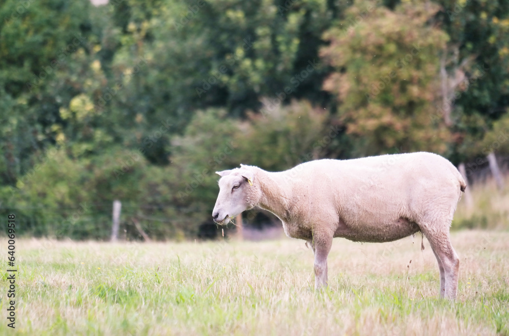 Beautiful Low Angle View of British Lamb and Sheep Farms at Upper ...