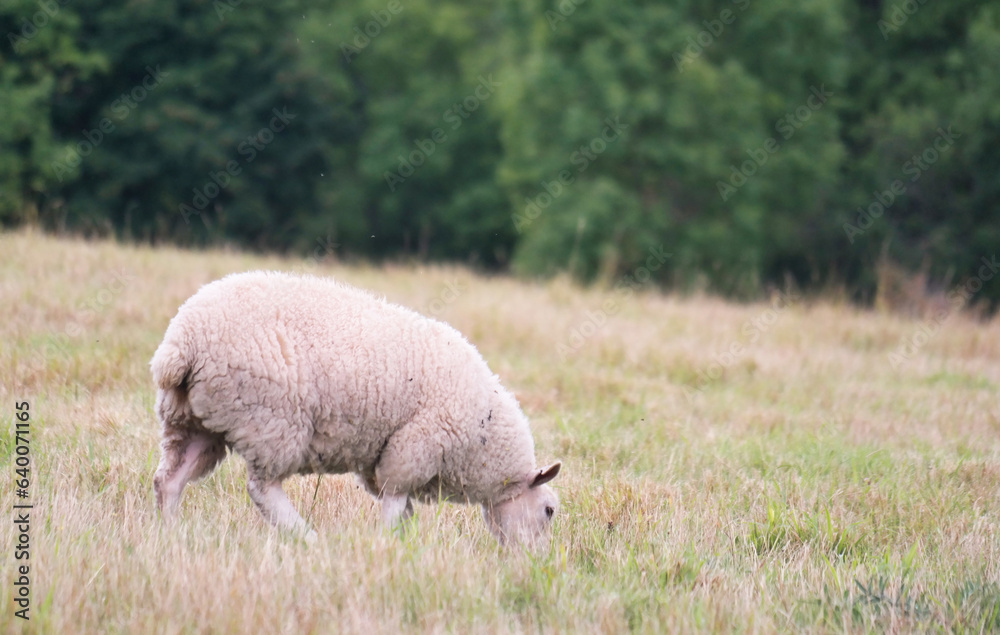Beautiful Low Angle View of British Lamb and Sheep Farms at Upper ...