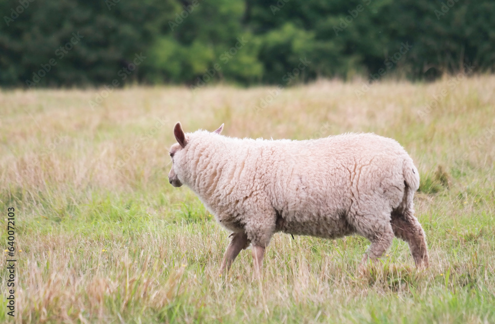 Beautiful Low Angle View of British Lamb and Sheep Farms at Upper ...