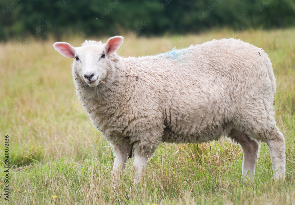 Beautiful Low Angle View of British Lamb and Sheep Farms at Upper ...