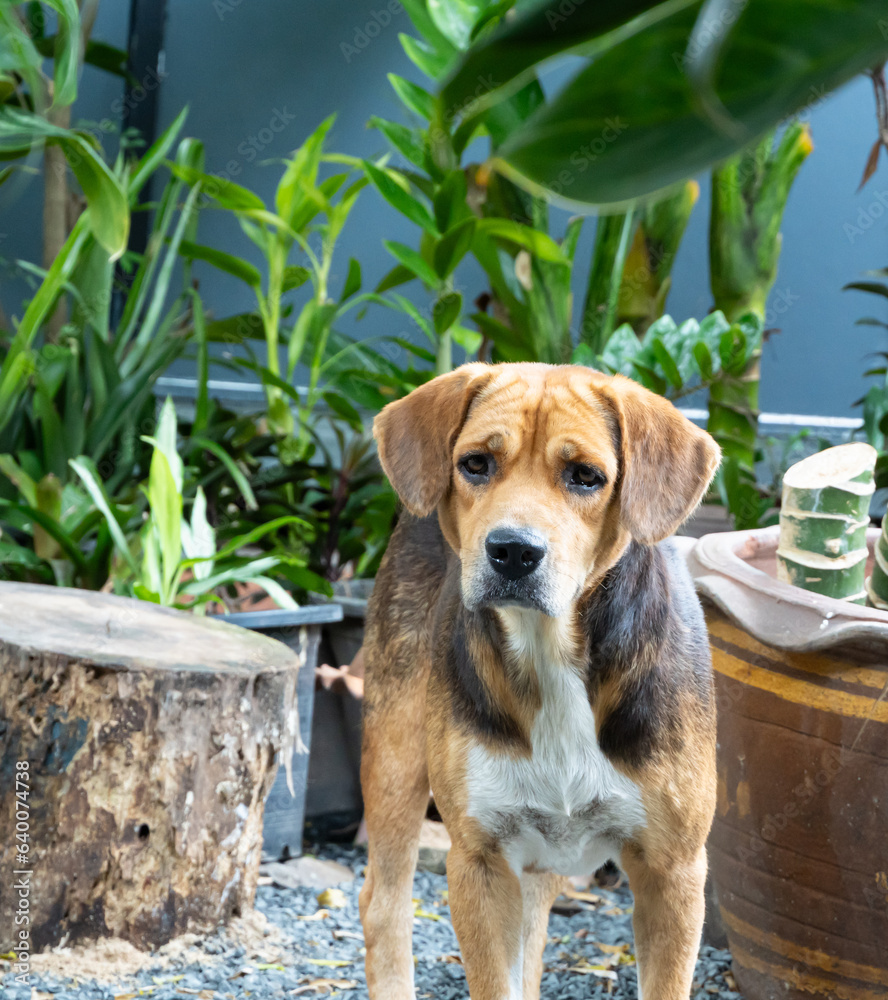 Beagle male dog Standing and staring at something with a lovely manner ...